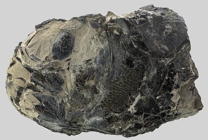 London Clay Fishes - Reptiles - Birds